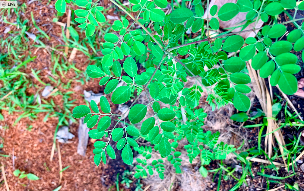Beginner's Guide to Herbalism — Yoga Selvática