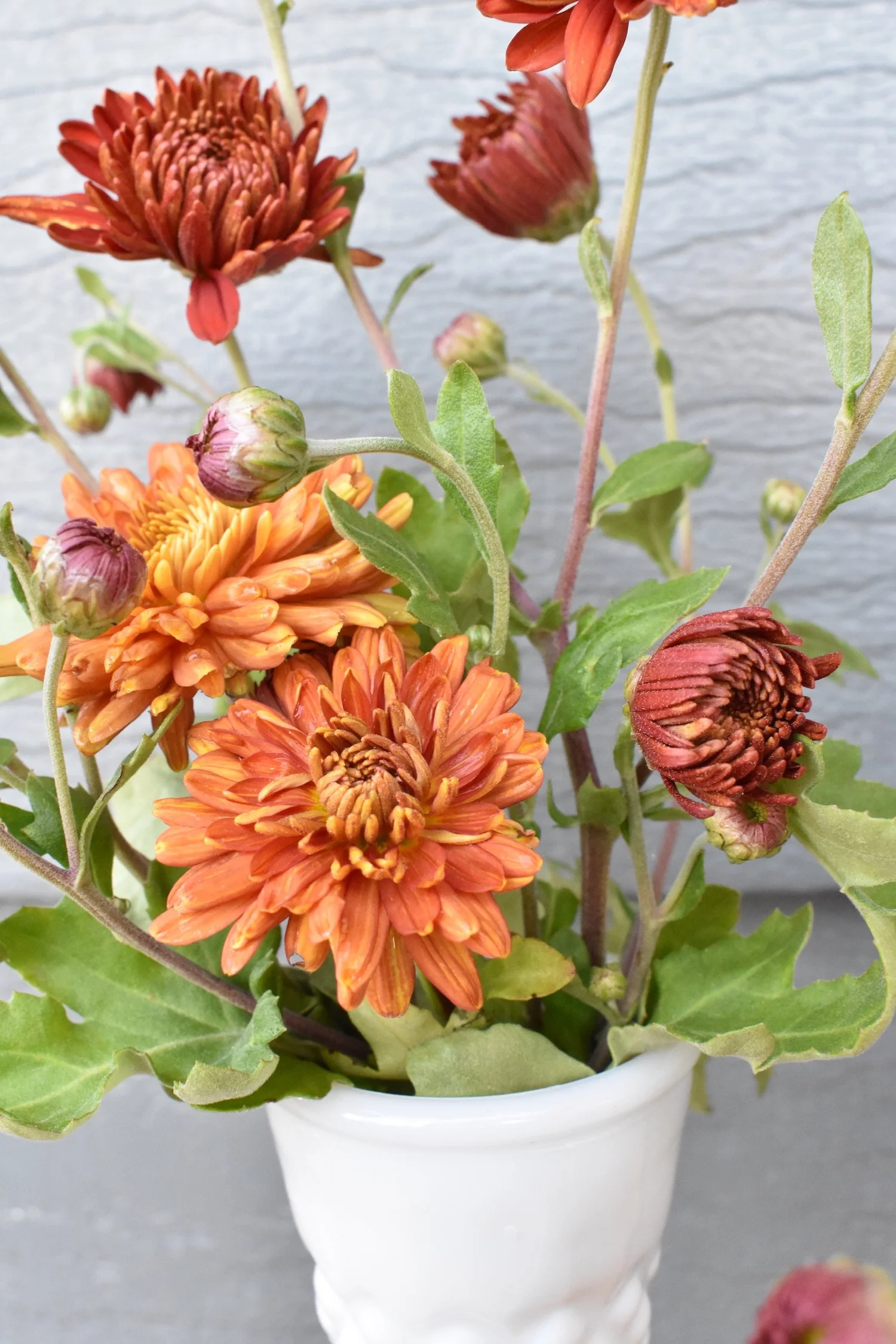 Heritage Mums - Hardy, Heirloom Chrysanthemums