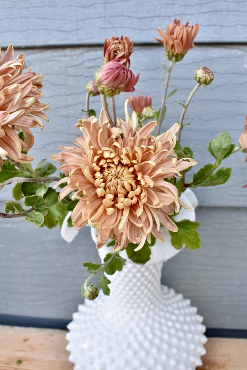 Heritage Mums - Hardy, Heirloom Chrysanthemums