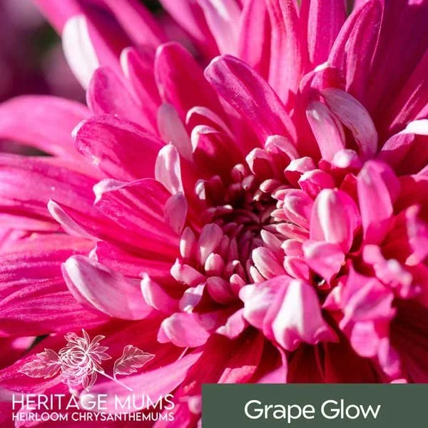 Heritage Mums - Hardy, Heirloom Chrysanthemums