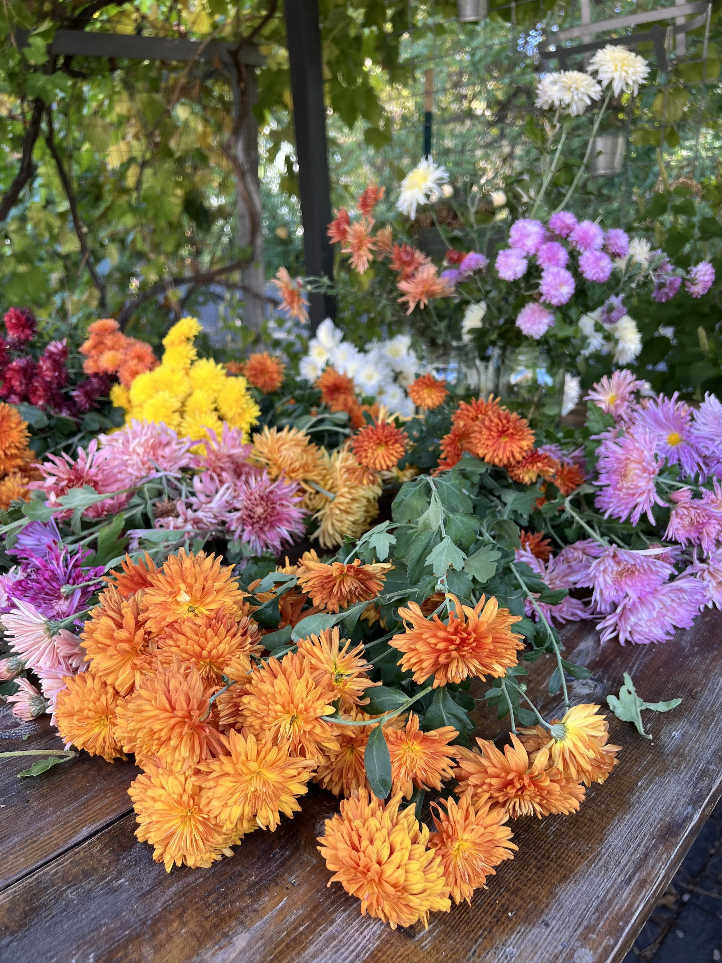Heritage Mums - Hardy, Heirloom Chrysanthemums