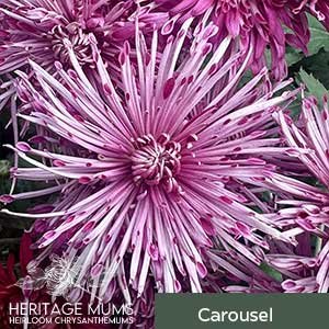Heritage Mums - Hardy, Heirloom Chrysanthemums