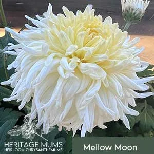 Heritage Mums - Hardy, Heirloom Chrysanthemums
