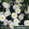 Heritage Mums - Hardy, Heirloom Chrysanthemums