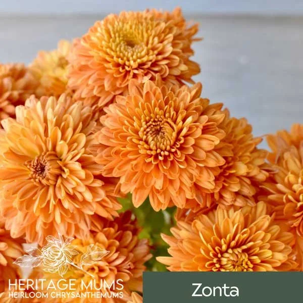 Heritage Mums - Hardy, Heirloom Chrysanthemums