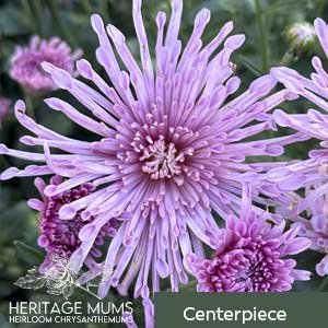 Heritage Mums - Hardy, Heirloom Chrysanthemums