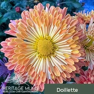 Heritage Mums - Hardy, Heirloom Chrysanthemums