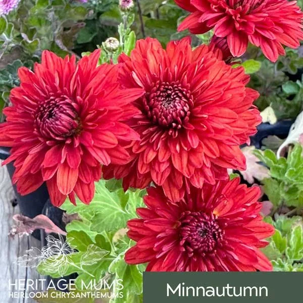 Heritage Mums - Hardy, Heirloom Chrysanthemums