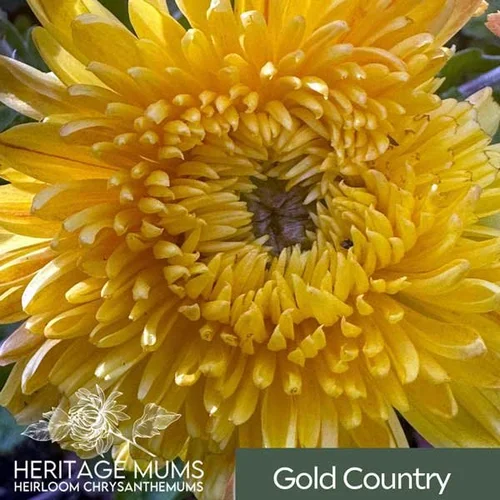 Heritage Mums - Hardy, Heirloom Chrysanthemums
