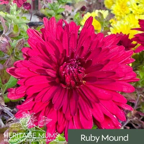Heritage Mums - Hardy, Heirloom Chrysanthemums