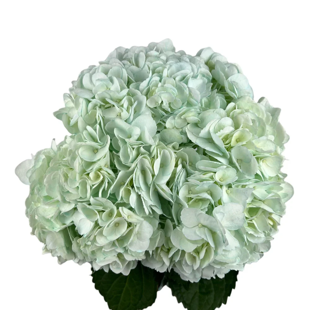 Colombian Hydrangea Catalog — Fresh Gardens