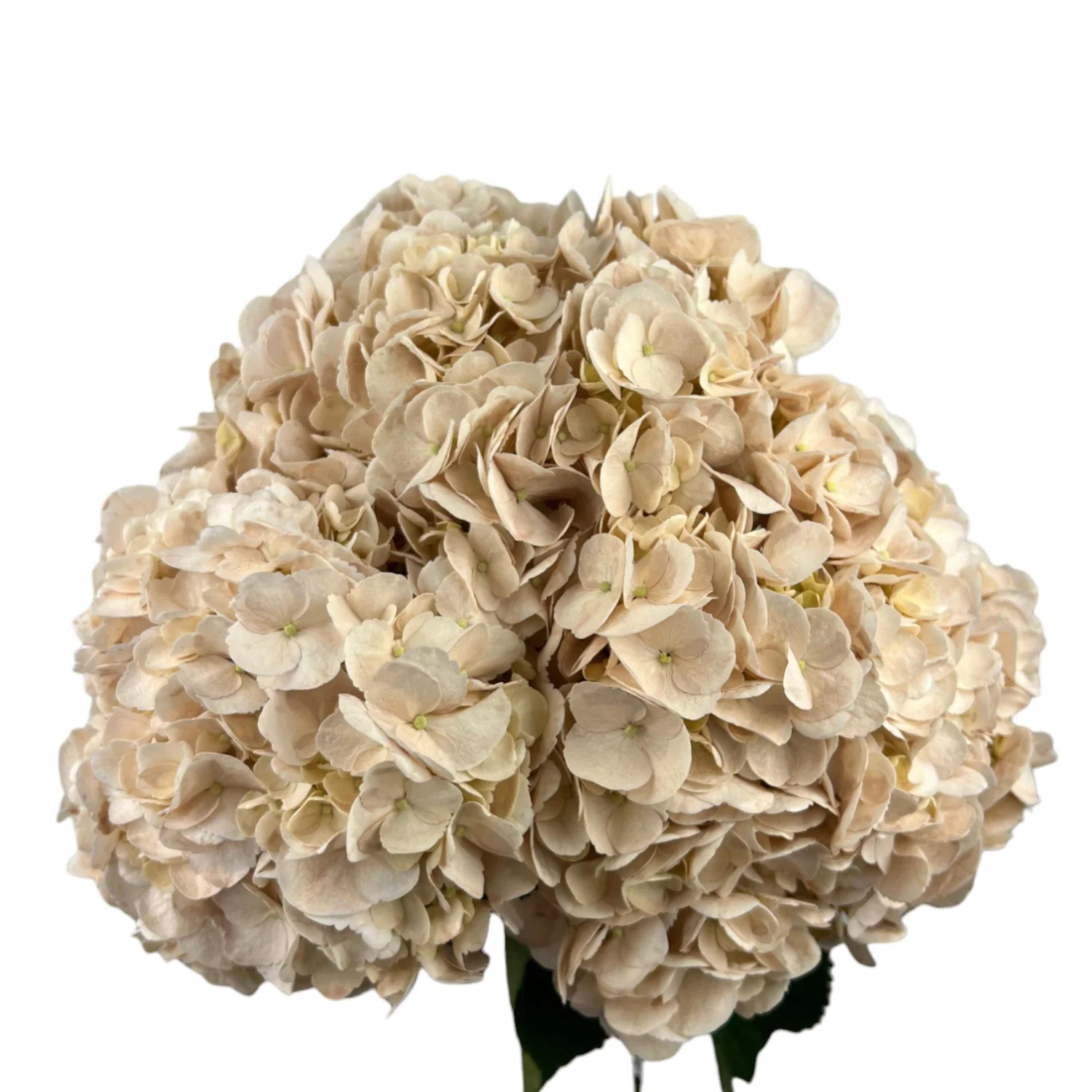 Fresh Gardens - Hydrangea Growers from Colombia