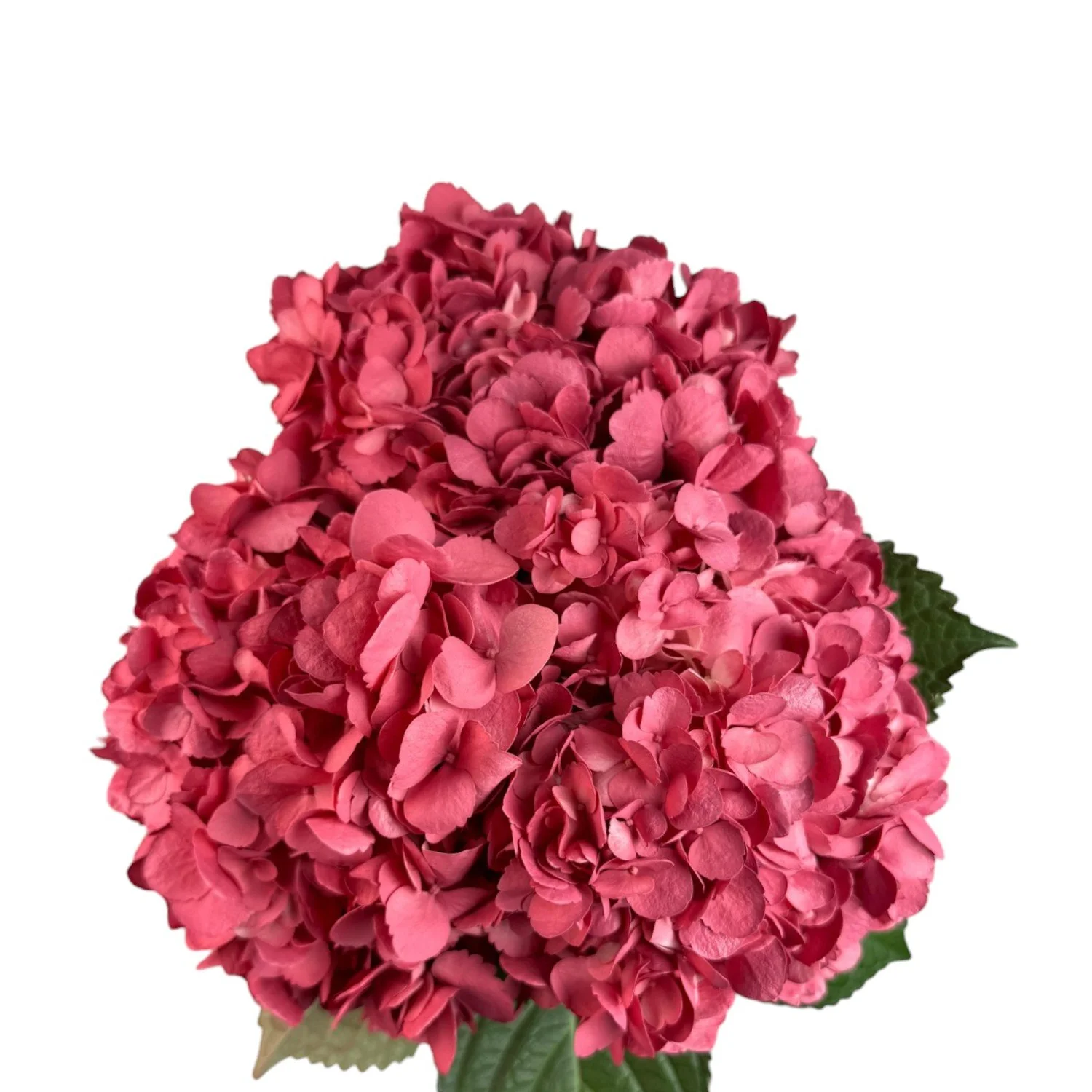 Colombian Hydrangea Catalog — Fresh Gardens