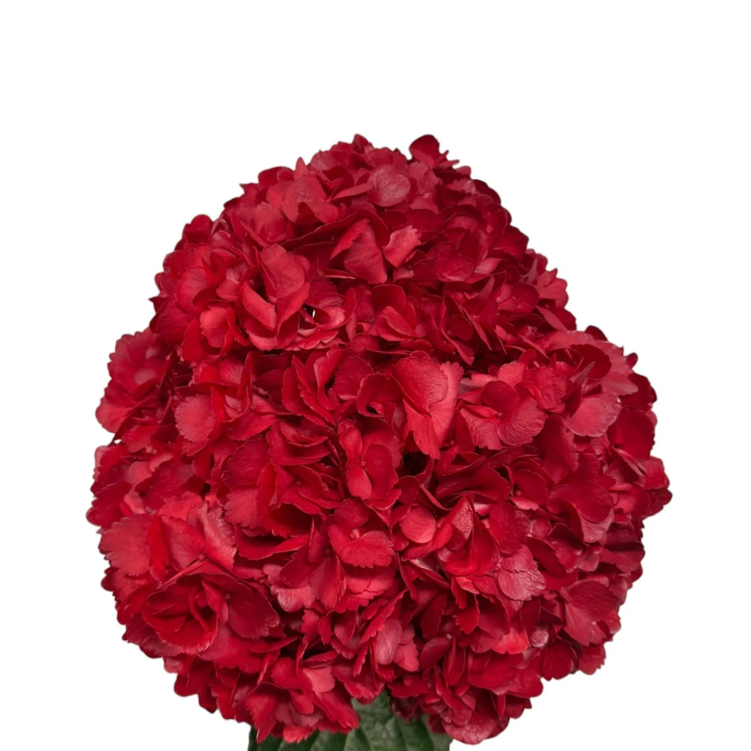 Colombian Hydrangea Catalog — Fresh Gardens