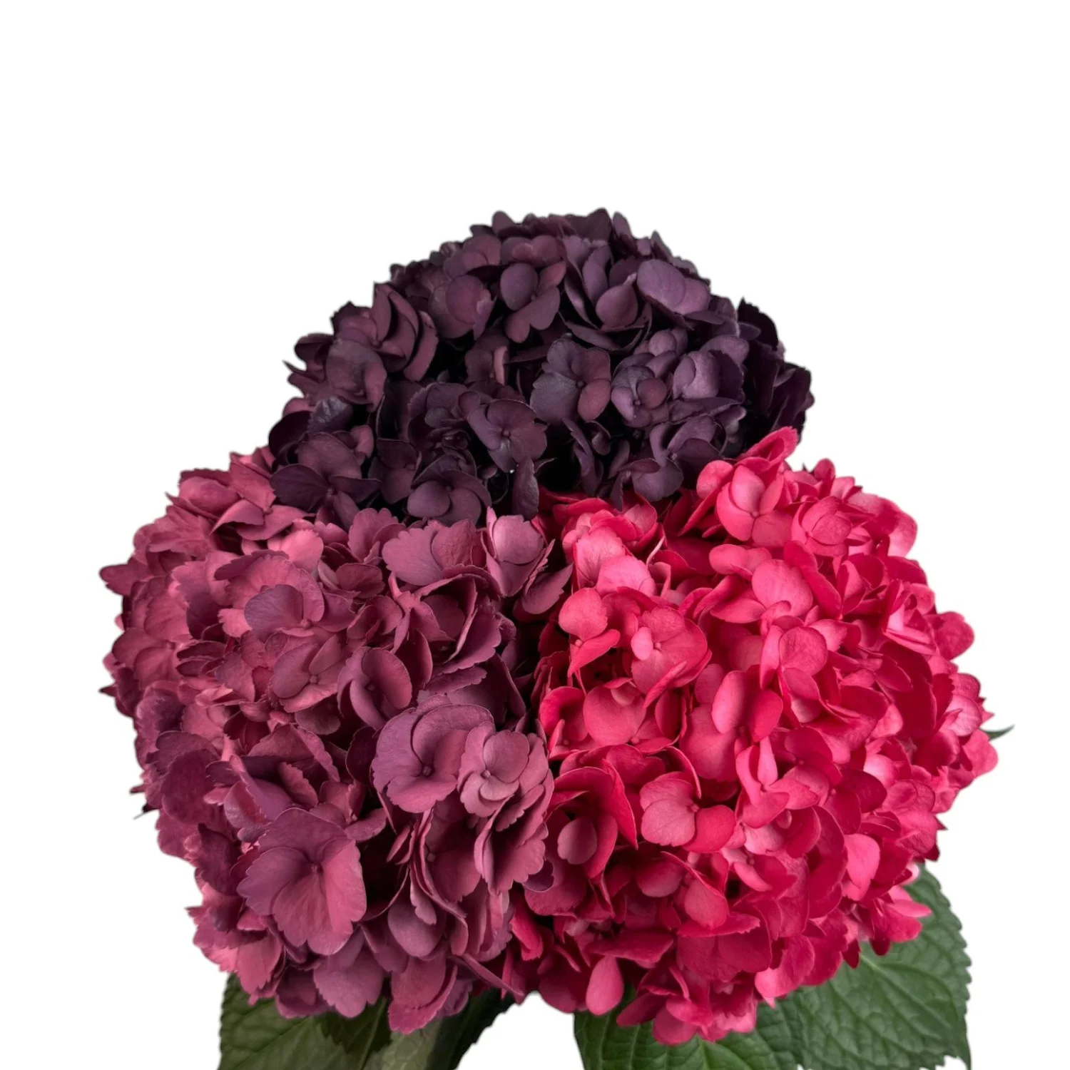 Colombian Hydrangea Catalog — Fresh Gardens