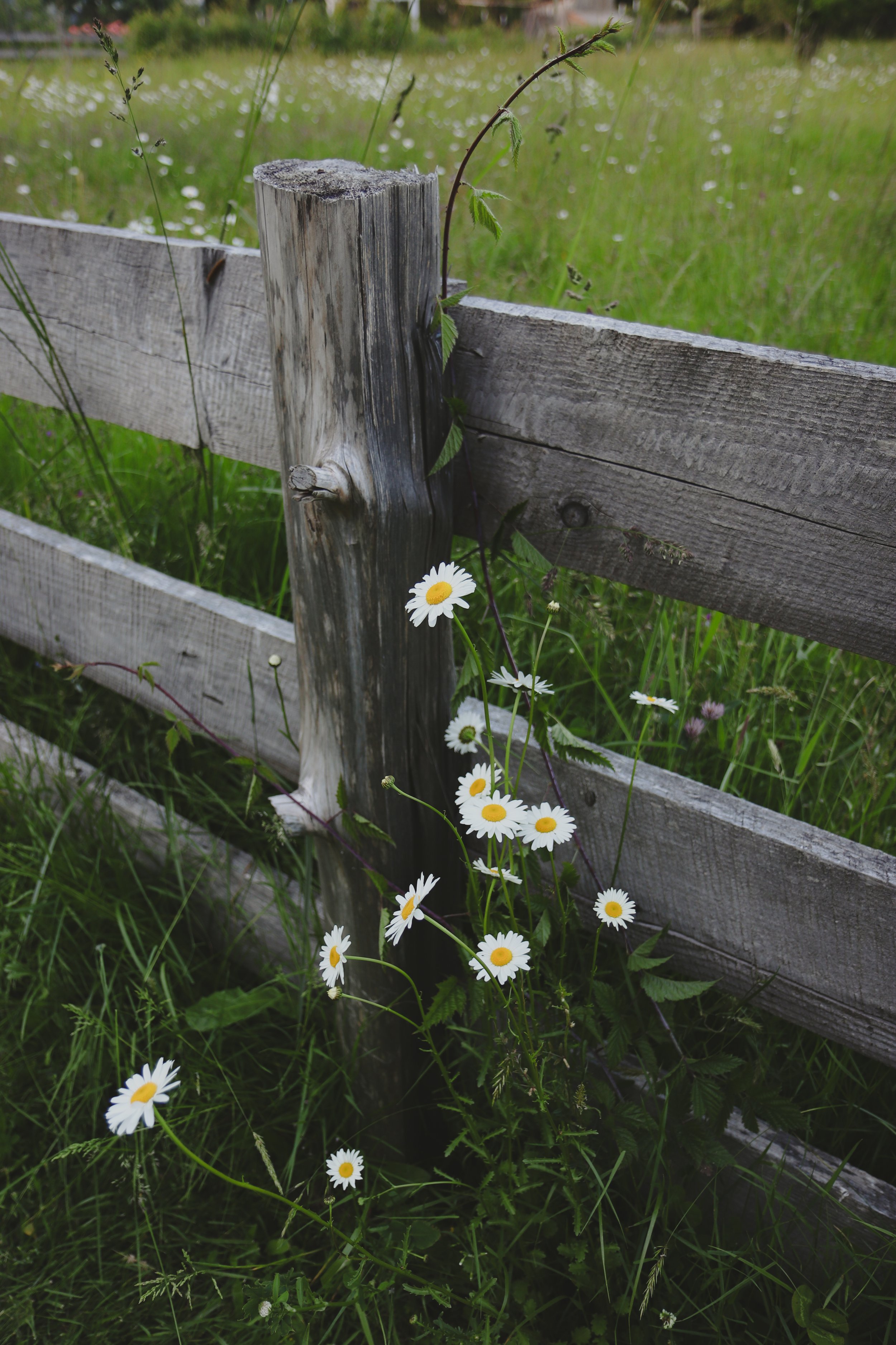 BRAMBLES DESIGN STUDIO- Garden and Landscape Design