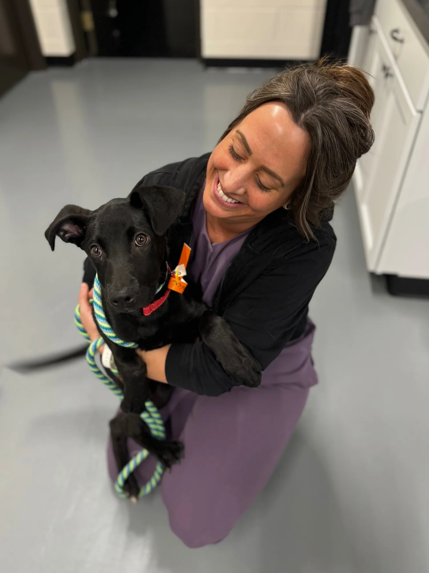Vaccination Clinic Services — The Great Life Vet