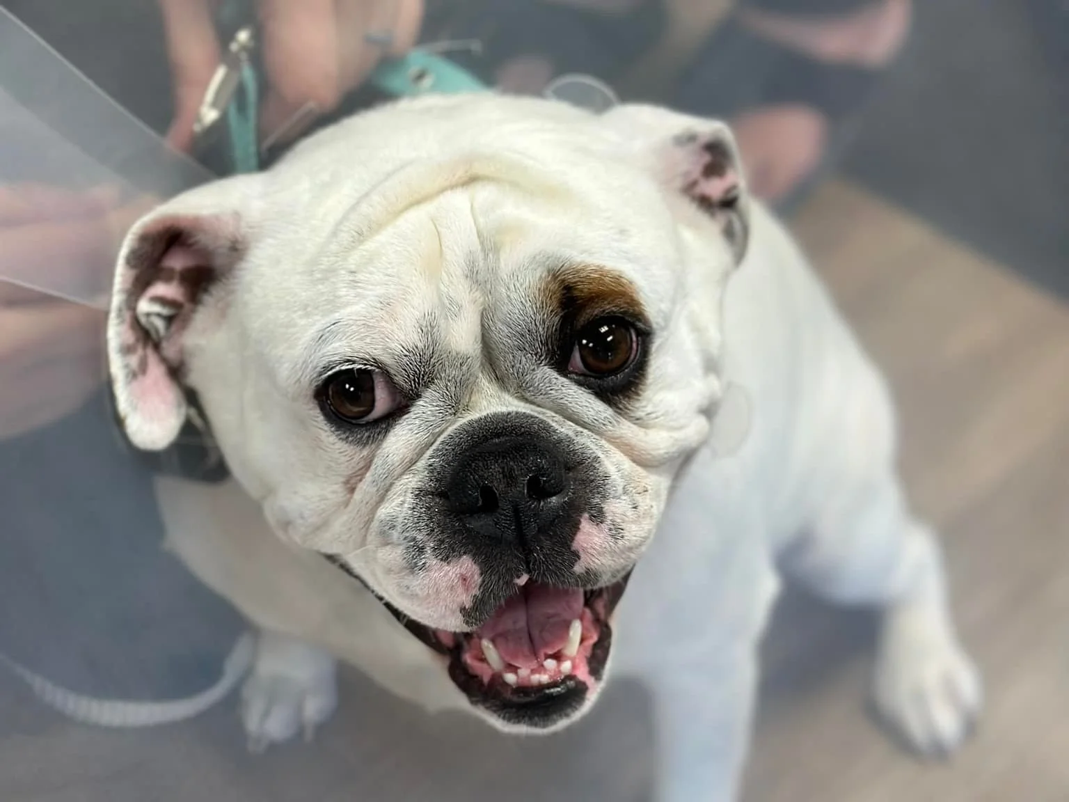 Surgery Post-Operative Care Instructions — The Great Life Vet