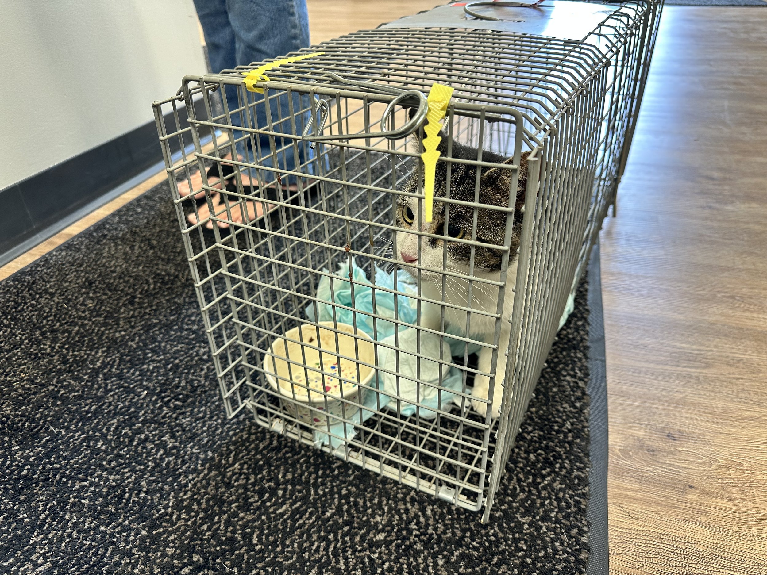 Trap-Neuter-Return — The Great Life Vet