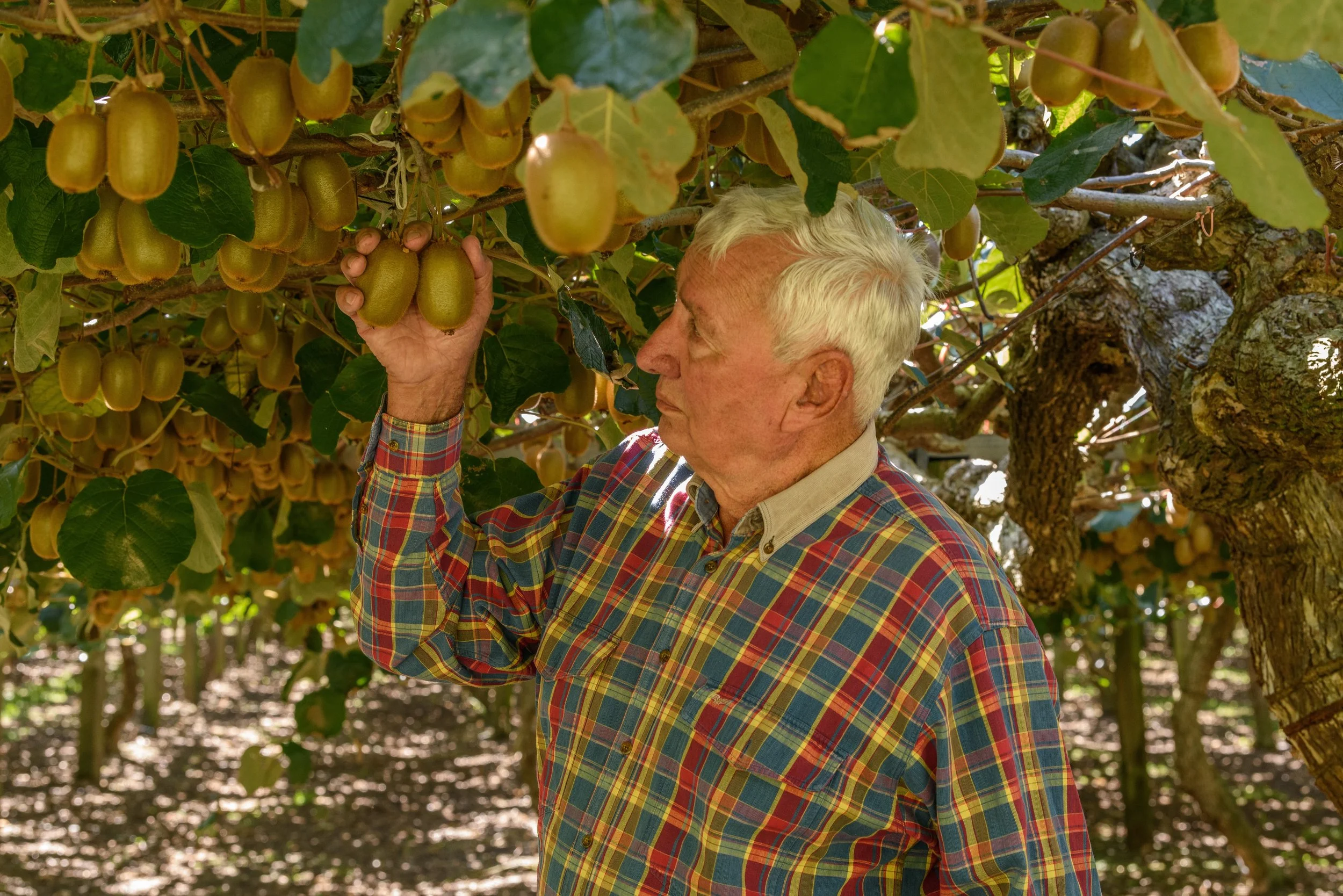 Wilkins Kiwifruit New Zealand