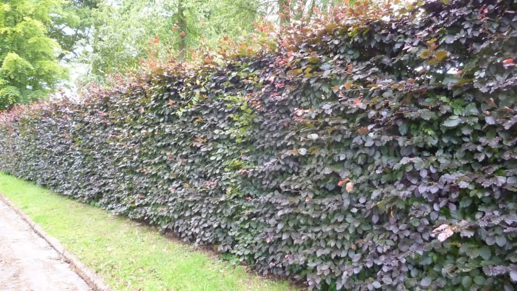 9 Things You Need to Know About Beech Wood — W.L West & Sons