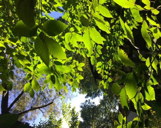 9 Things You Need to Know About Beech Wood — W.L West & Sons