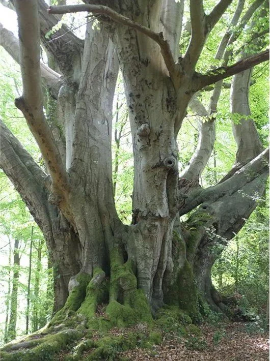 9 Things You Need to Know About Beech Wood — W.L West & Sons