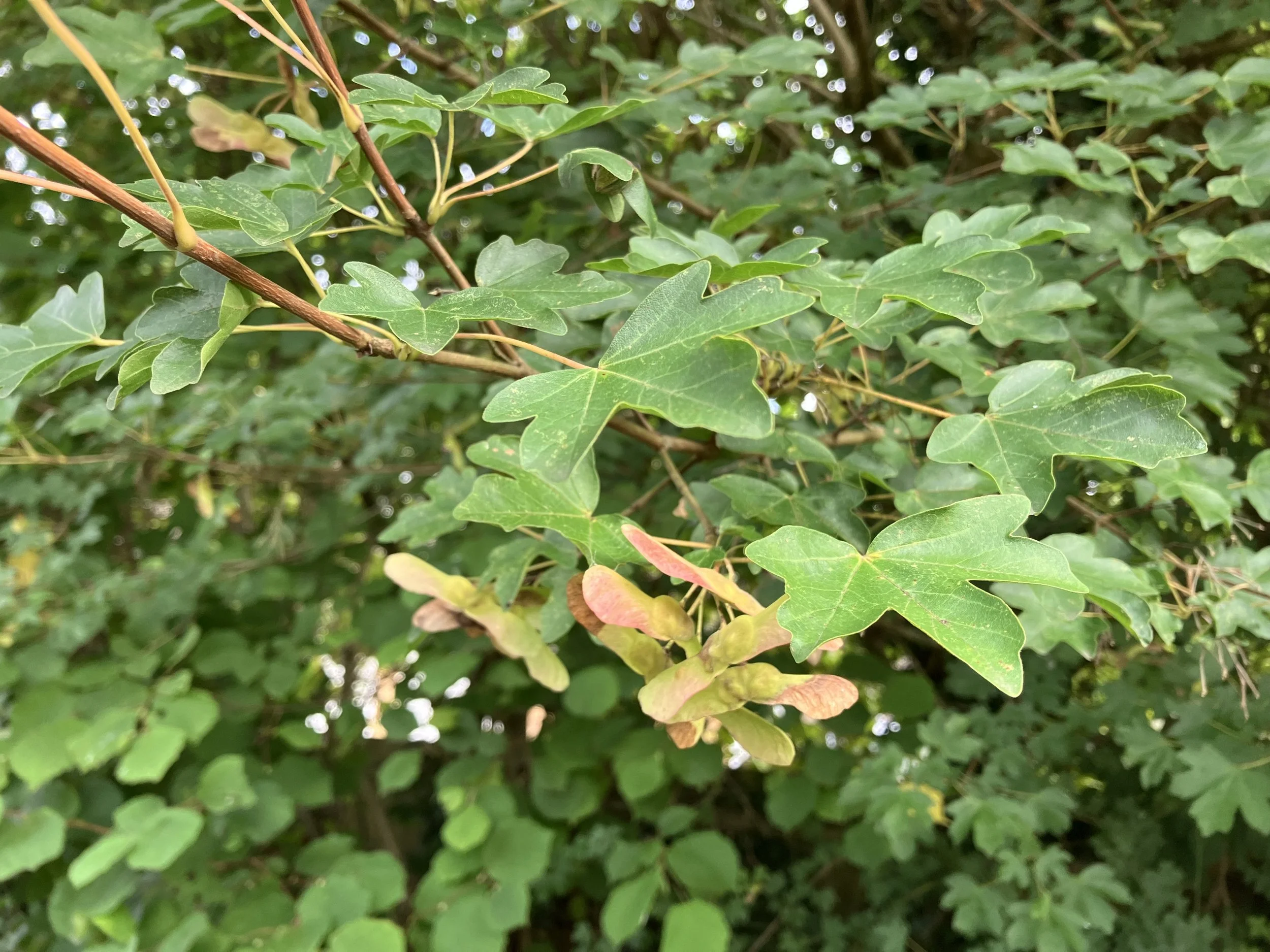 7 Facts to Know About Maple Wood — W.L West & Sons