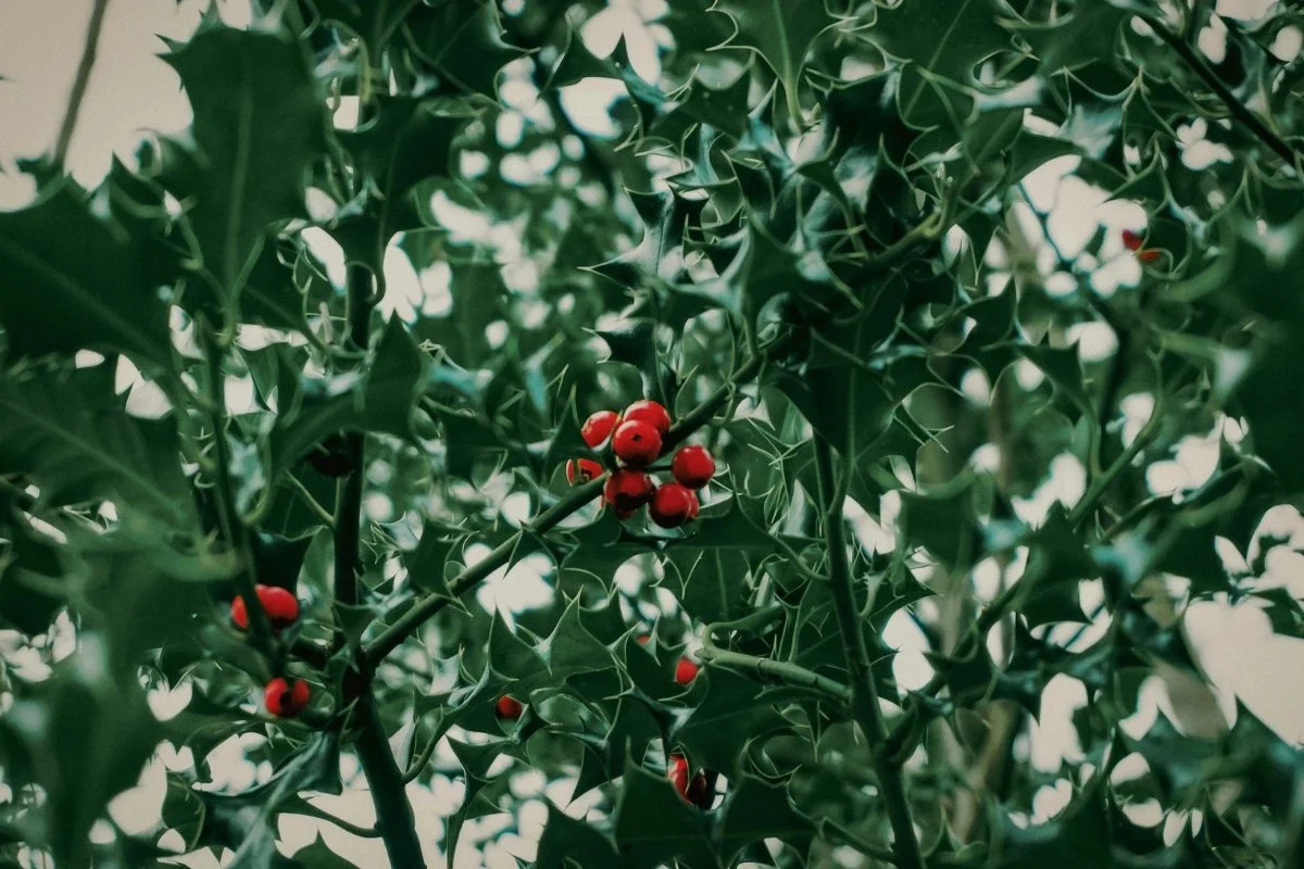 Winter Tree Traditions: Exploring the History of Festive Evergreens — W ...