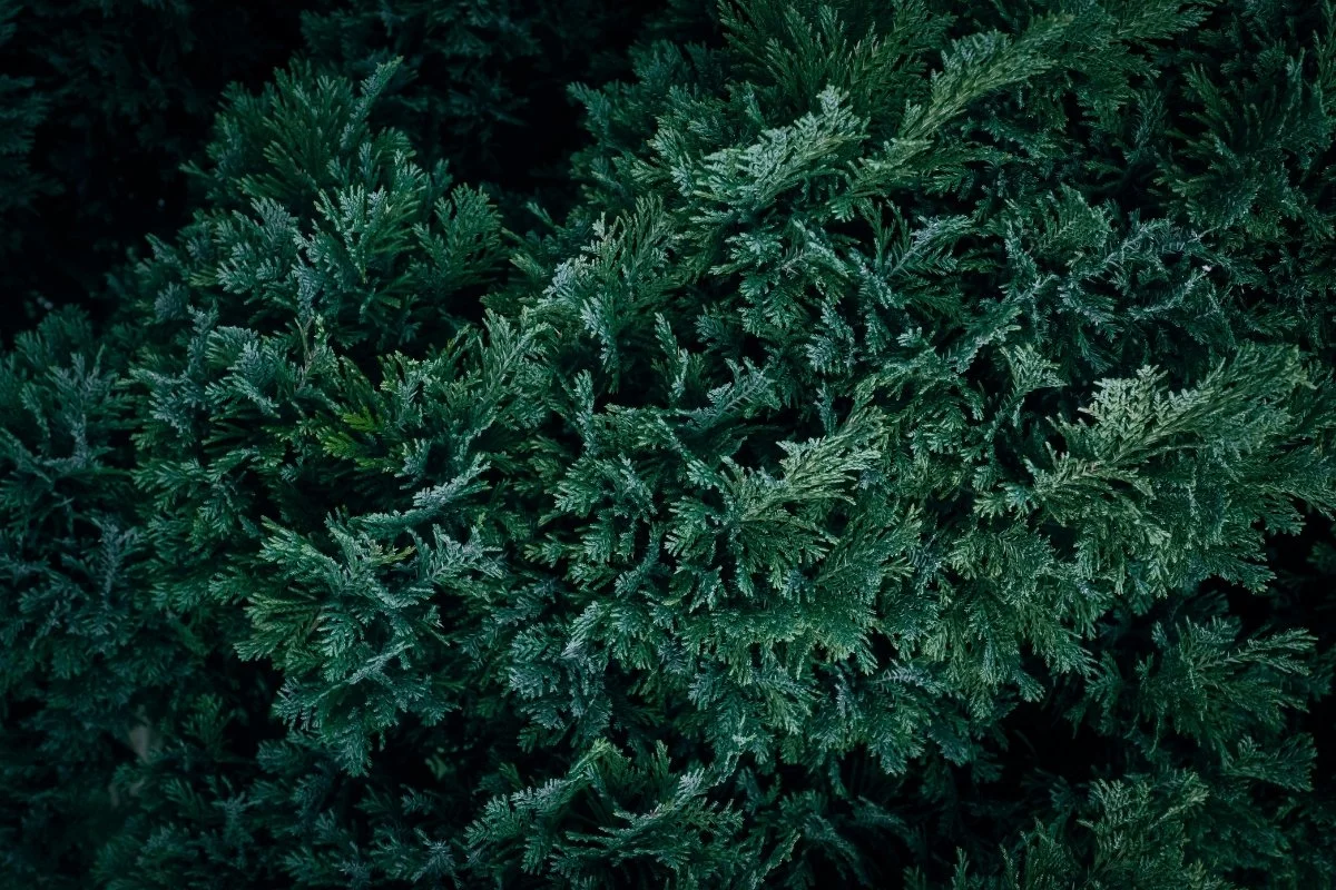 Winter Tree Traditions: Exploring the History of Festive Evergreens — W ...