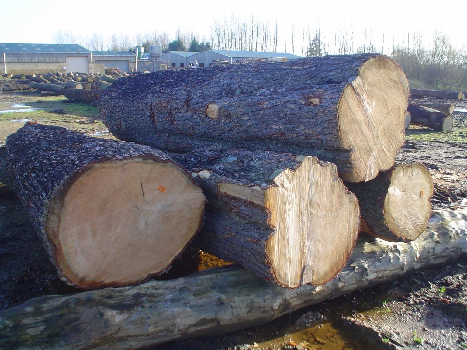 British Cedar Sawn Timber — W.L West & Sons