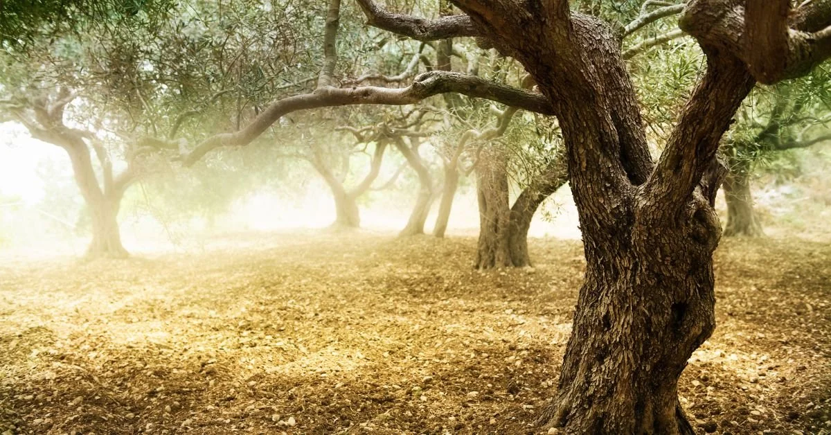 What is Olive Wood? Properties & Uses — W.L West & Sons