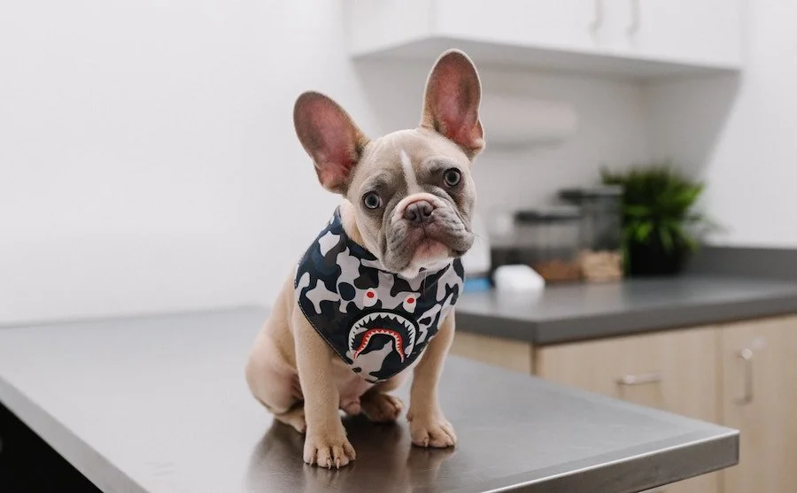 Riverview Emergency Veterinarian | Animal Hospital & Vet ER
