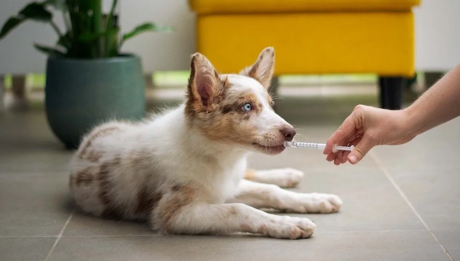 Riverview Emergency Veterinarian | Animal Hospital & Vet ER
