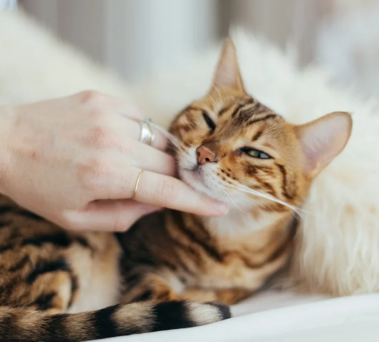 Riverview Emergency Veterinarian | Animal Hospital & Vet ER