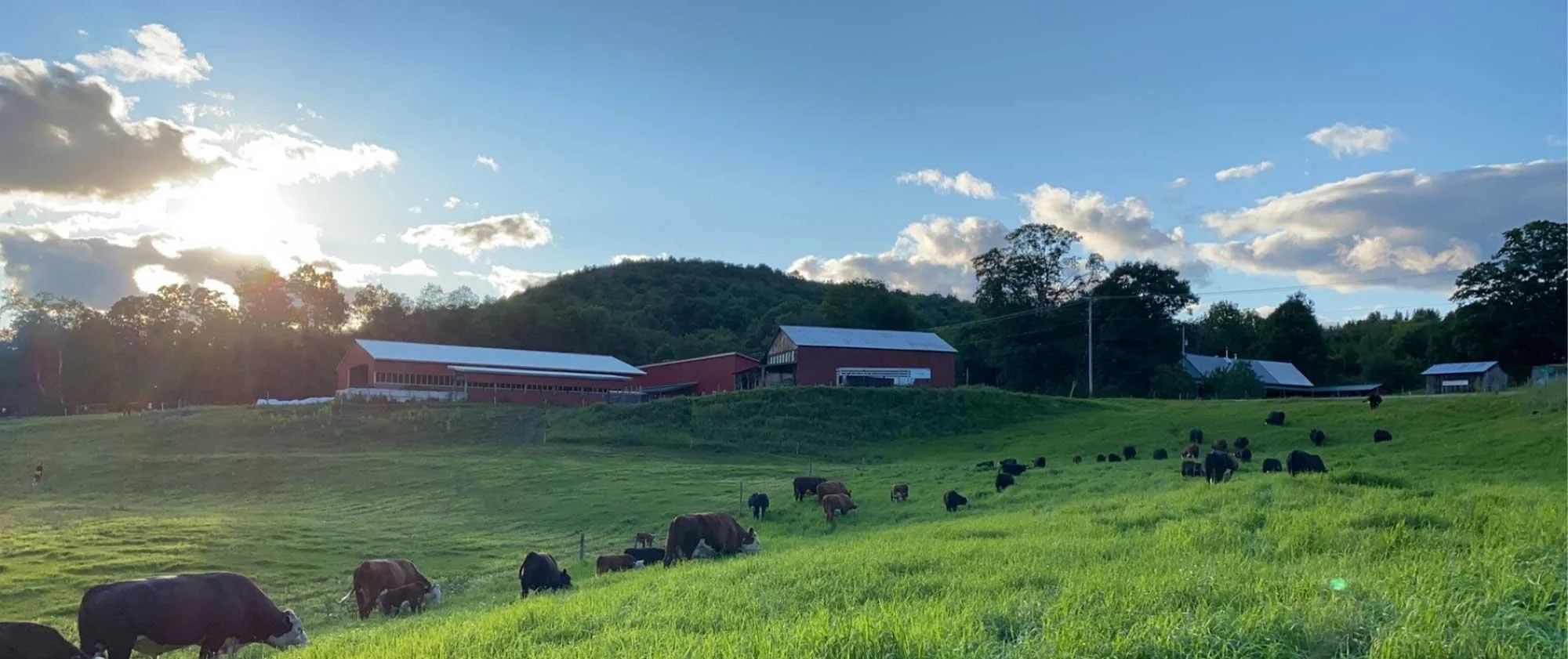 Grass-Fed Vermont Beef — Poulin & Daughters Family Farm — Grass Fed ...