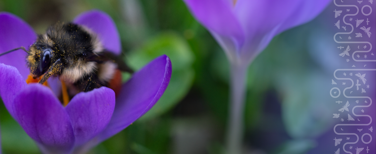 Violet Studios - Creativity for a kinder world
