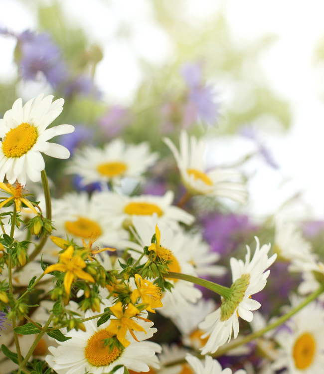 What to Expect — Resonance Repatterning by Tracy