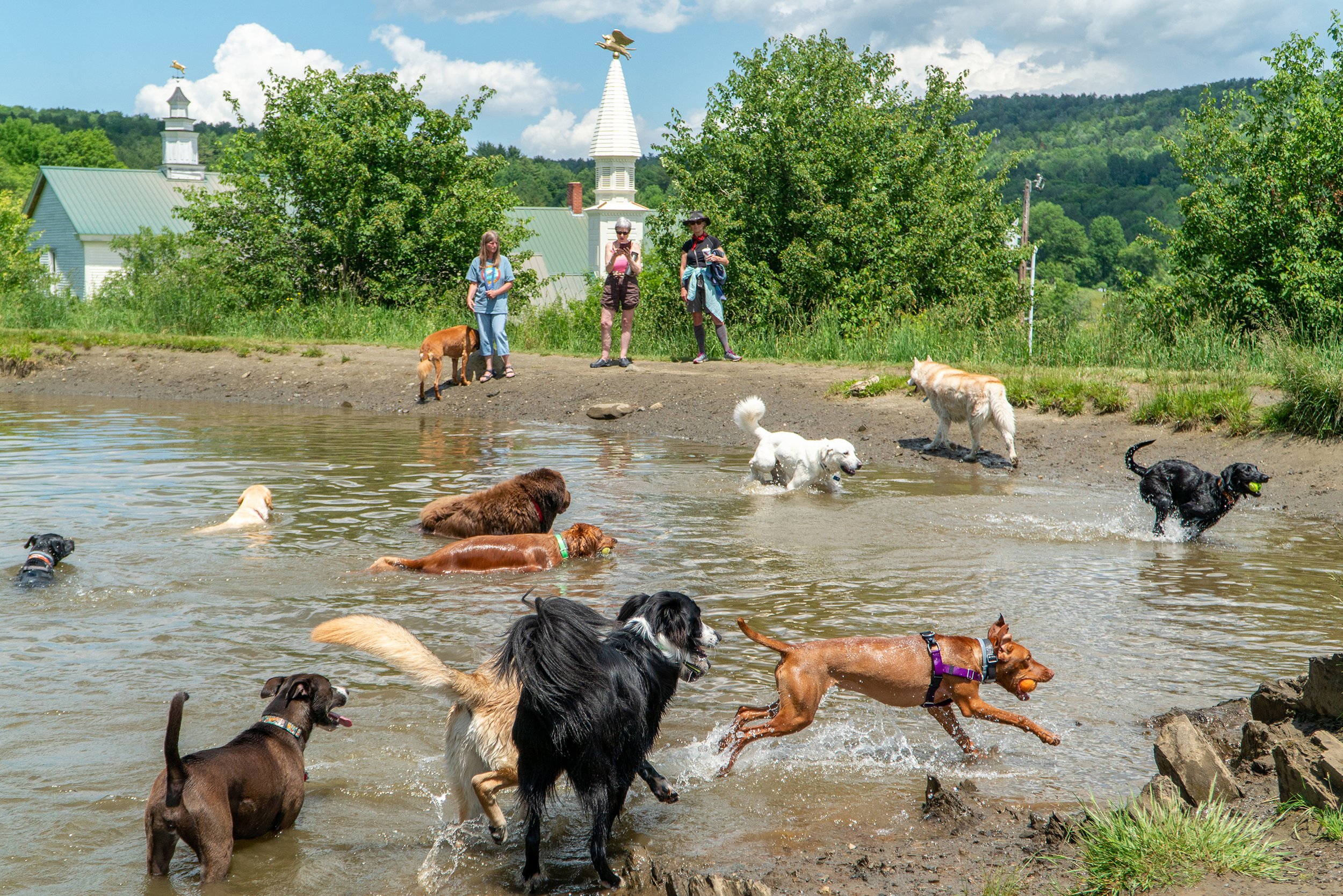 Dog Destinations: Dog Mountain in Vermont | Dog Parkology