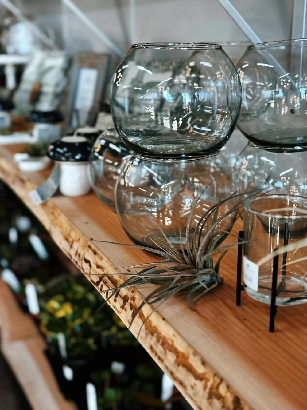 Plant Bar | Create Your Green Space Today — The Petal and The Stem