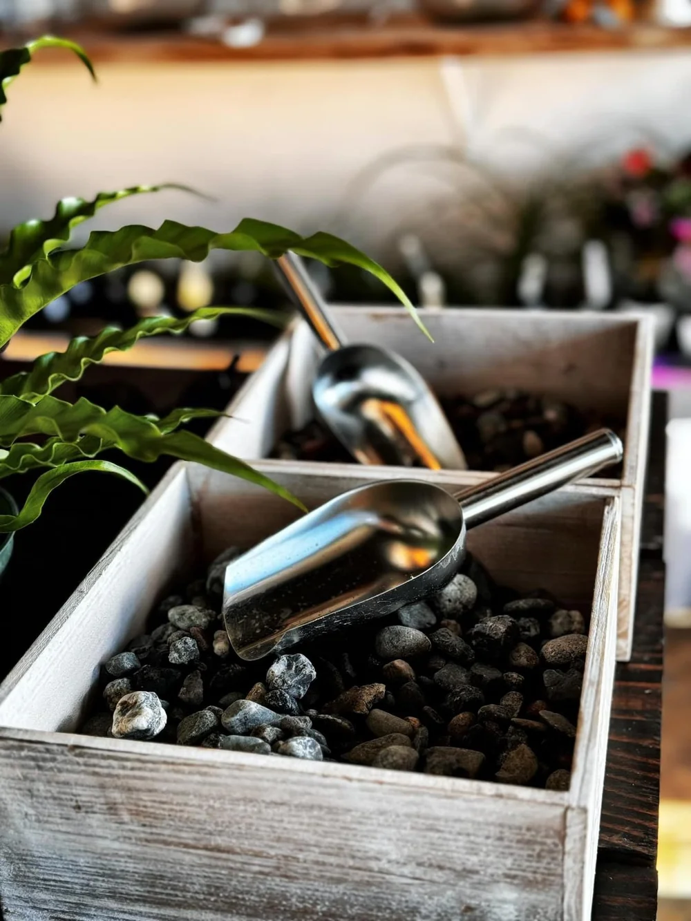 Plant Bar | Create Your Green Space Today — The Petal and The Stem