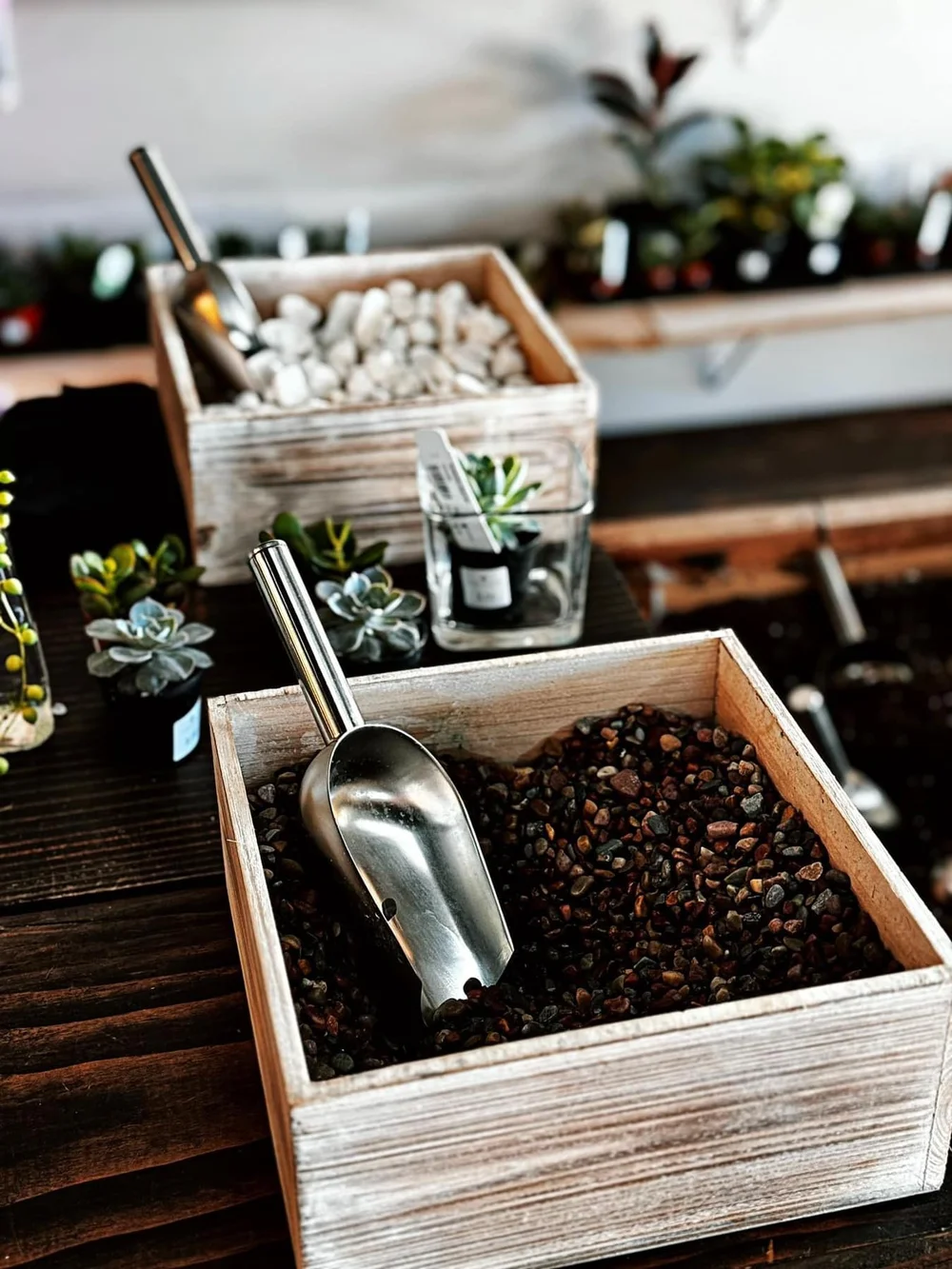 Plant Bar | Create Your Green Space Today — The Petal and The Stem