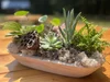 Plant Bar | Create Your Green Space Today — The Petal and The Stem
