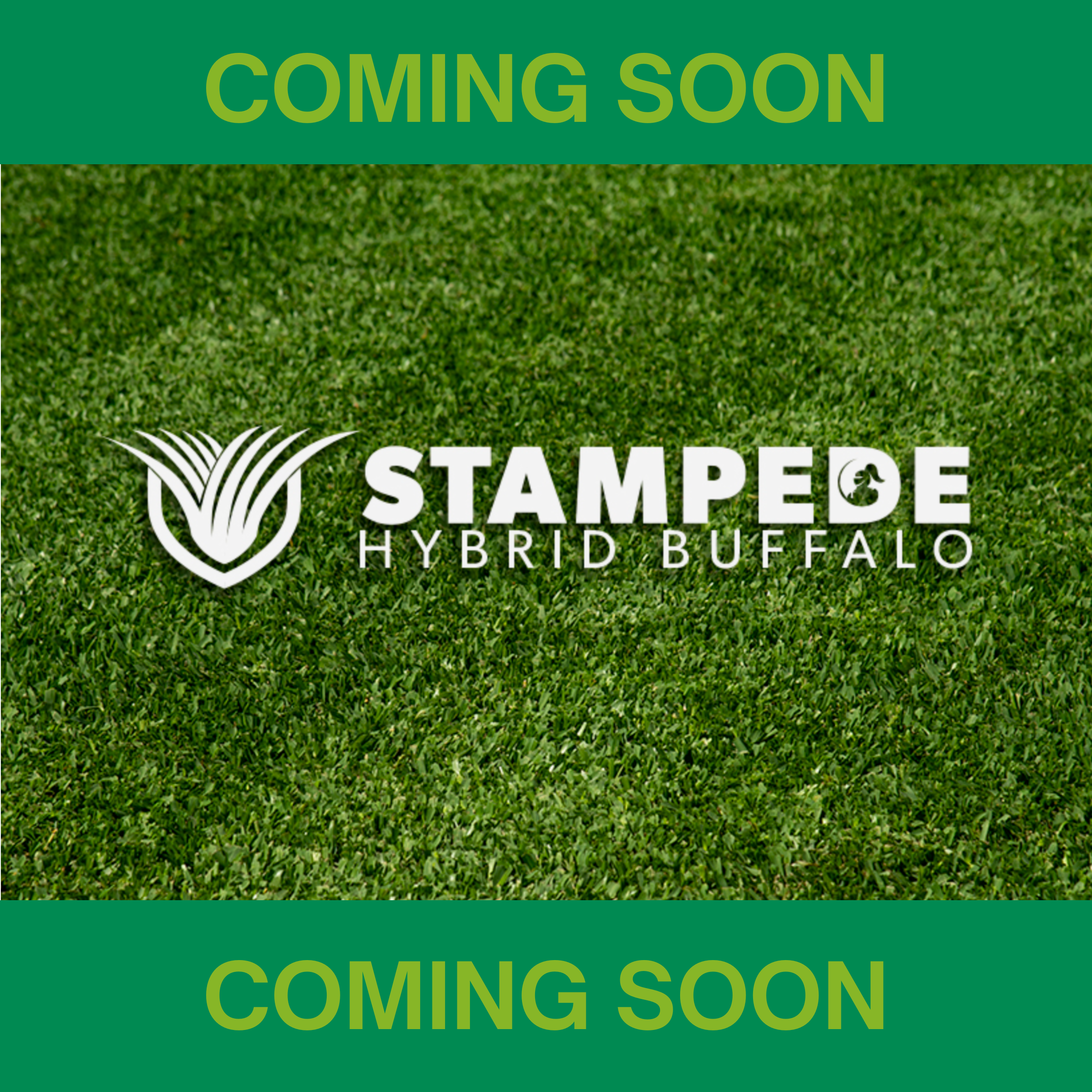 TifTuf Hybrid Bermuda (Couch) — Lawn Doctor