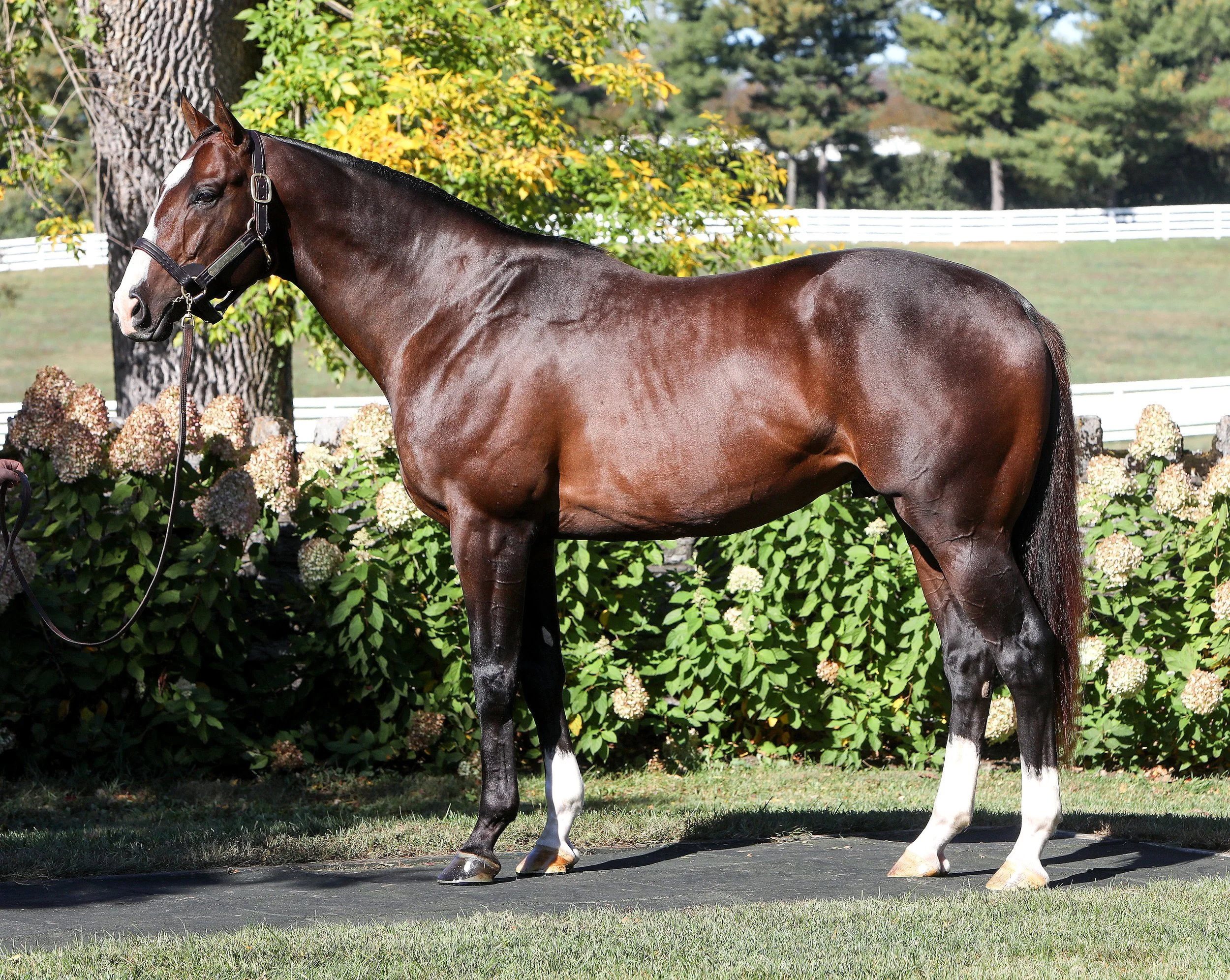 COPPER BULLET — MARJORIE FARMS