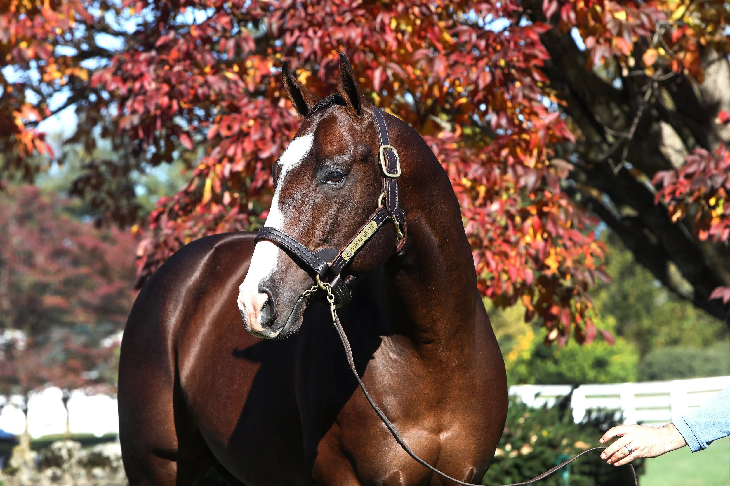 COPPER BULLET — MARJORIE FARMS