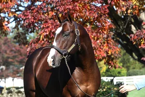 COPPER BULLET — MARJORIE FARMS