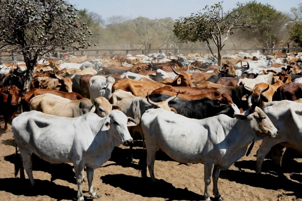 Presidential Delivery Unit Zambia