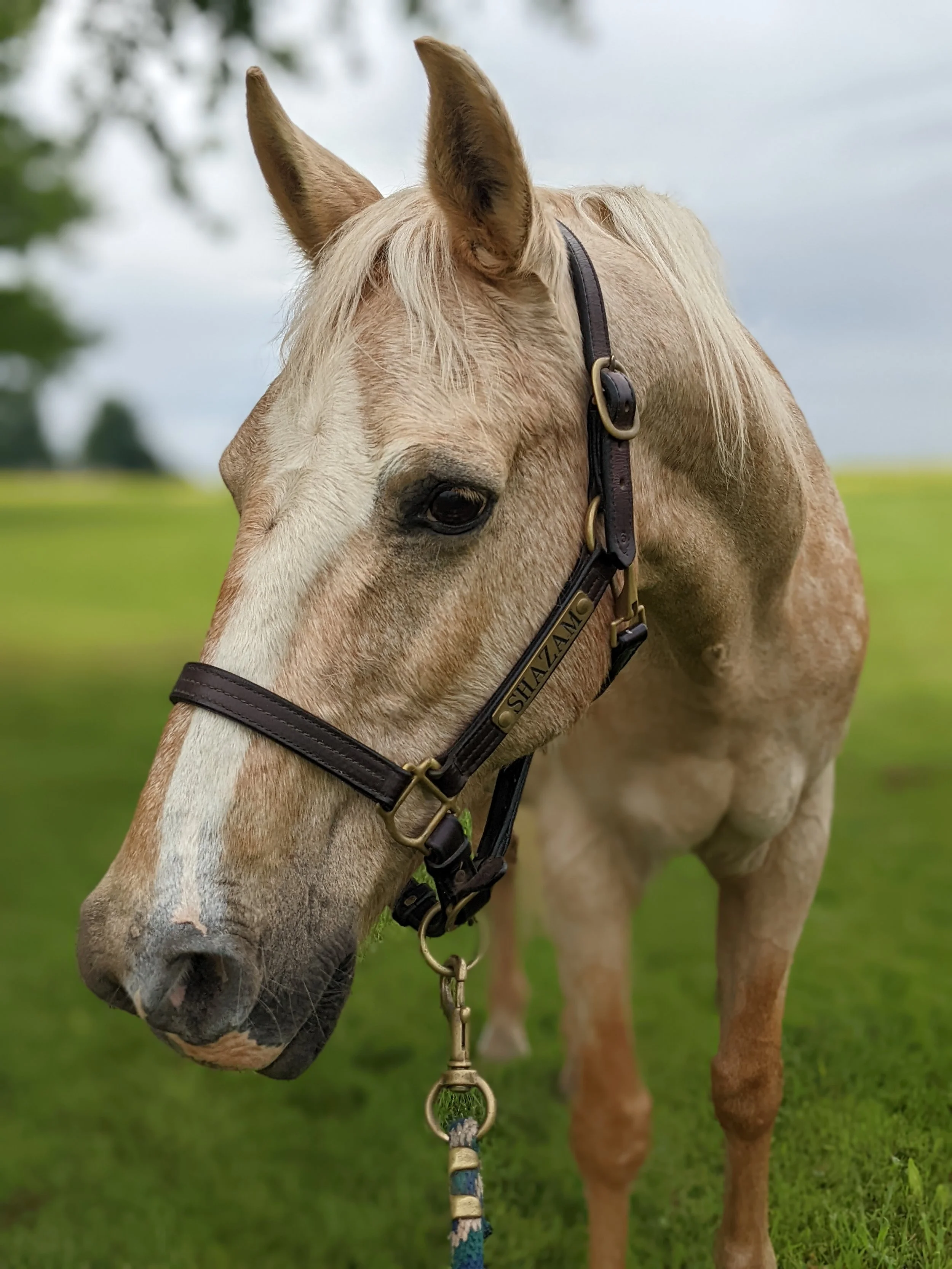 Our Horses — Pegasus Farm