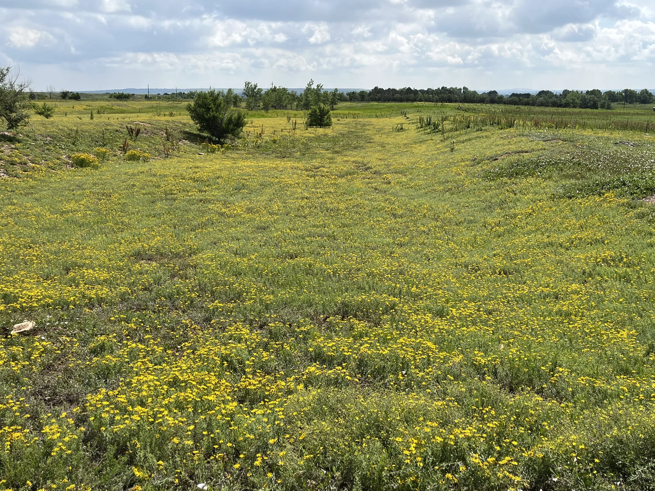 COLORADO NATIVE PLANT NURSERY